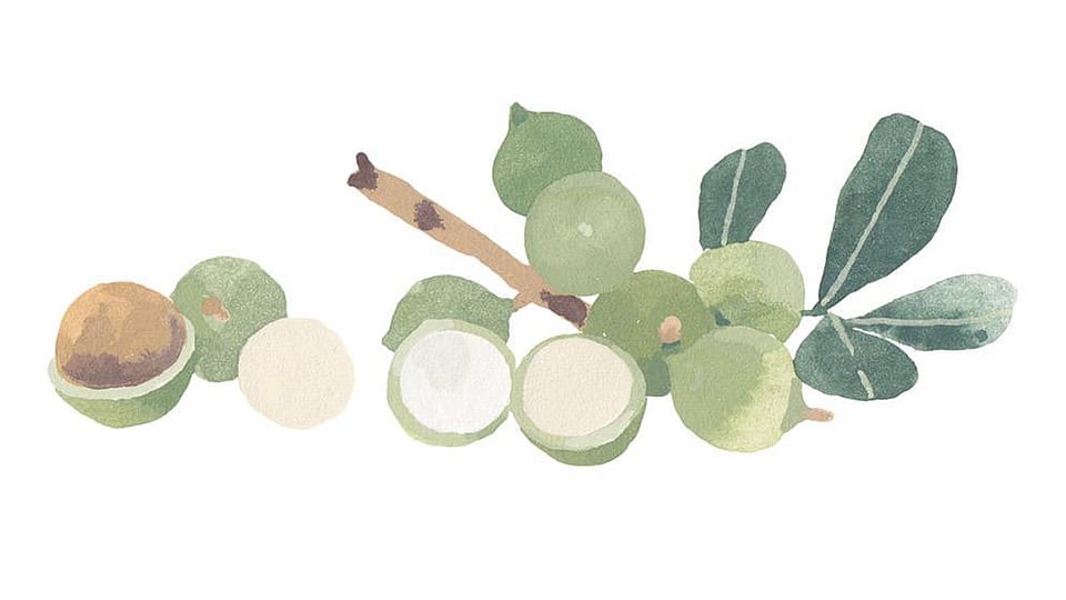 Macadamia Ternifolia Seed Oil - Weleda