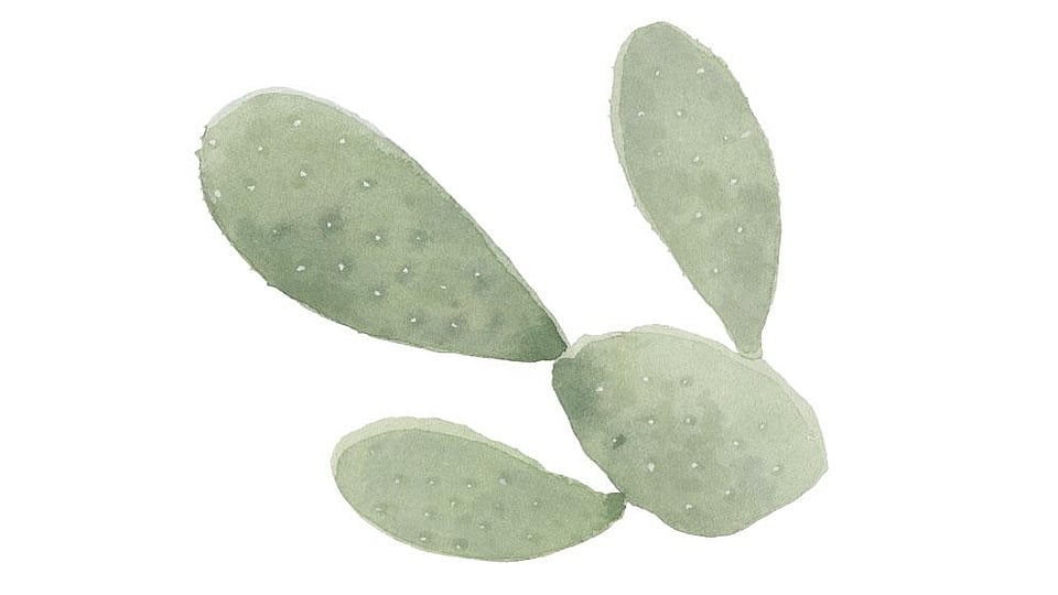Opuntia Ficus-Indica Stem Extract - Weleda Opuntia Ficus-Indica Stem Extract - Weleda