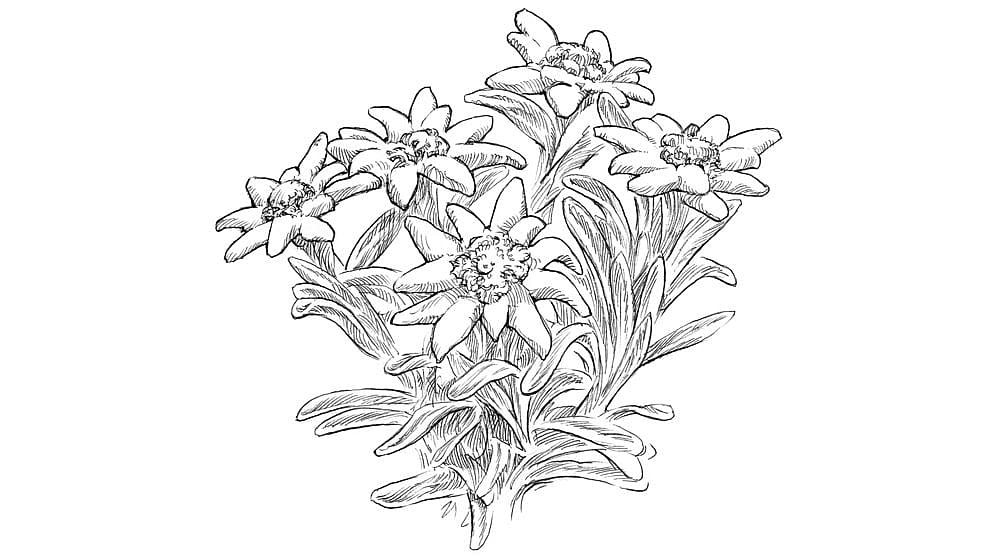 Lišće biljke runolist tvori bazalnu rozetu na stjen - Weleda