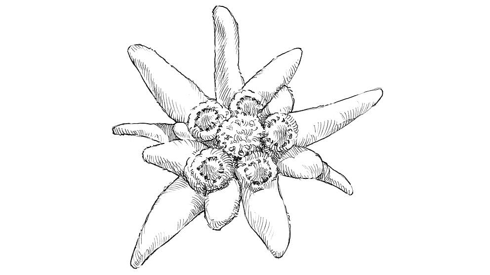 Lišće biljke runolist tvori bazalnu rozetu na stjen - Weleda